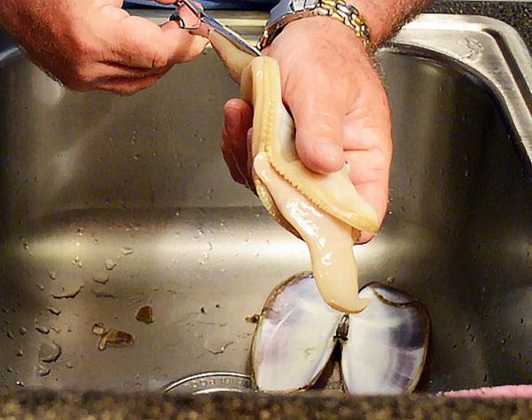 Cleaning Razor Clams - Professional Razor Clam Cleaning